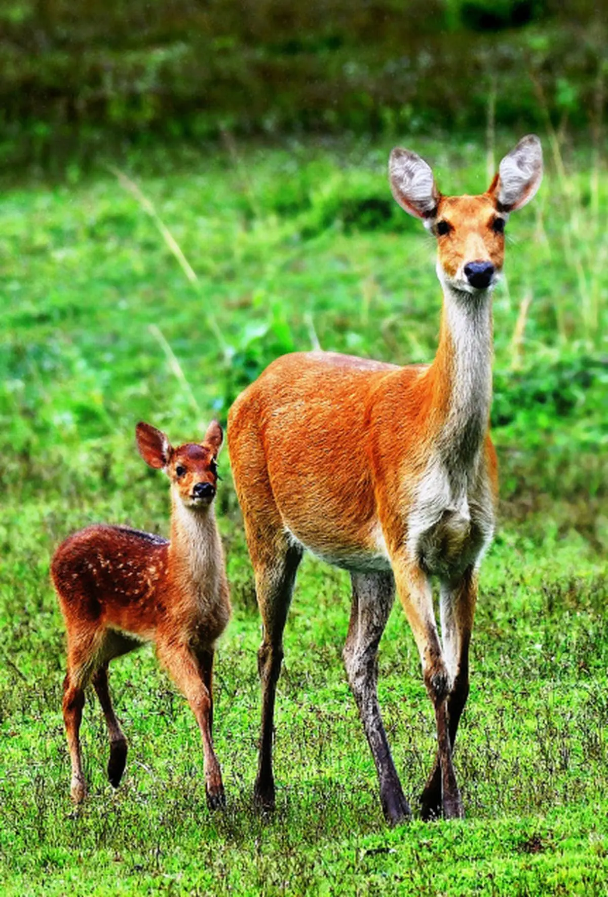 Barasingha breaks new ground - Frontline