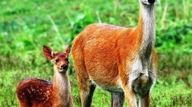 Barasingha breaks new ground - Frontline