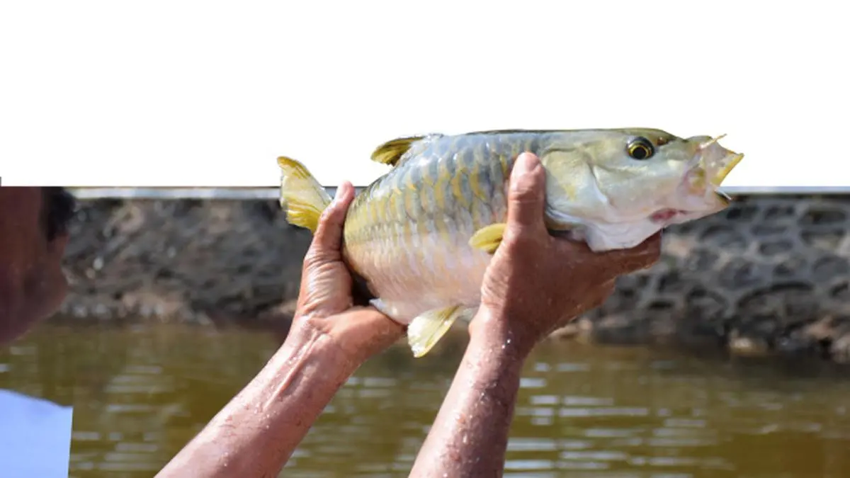 Saving the big fish - Frontline