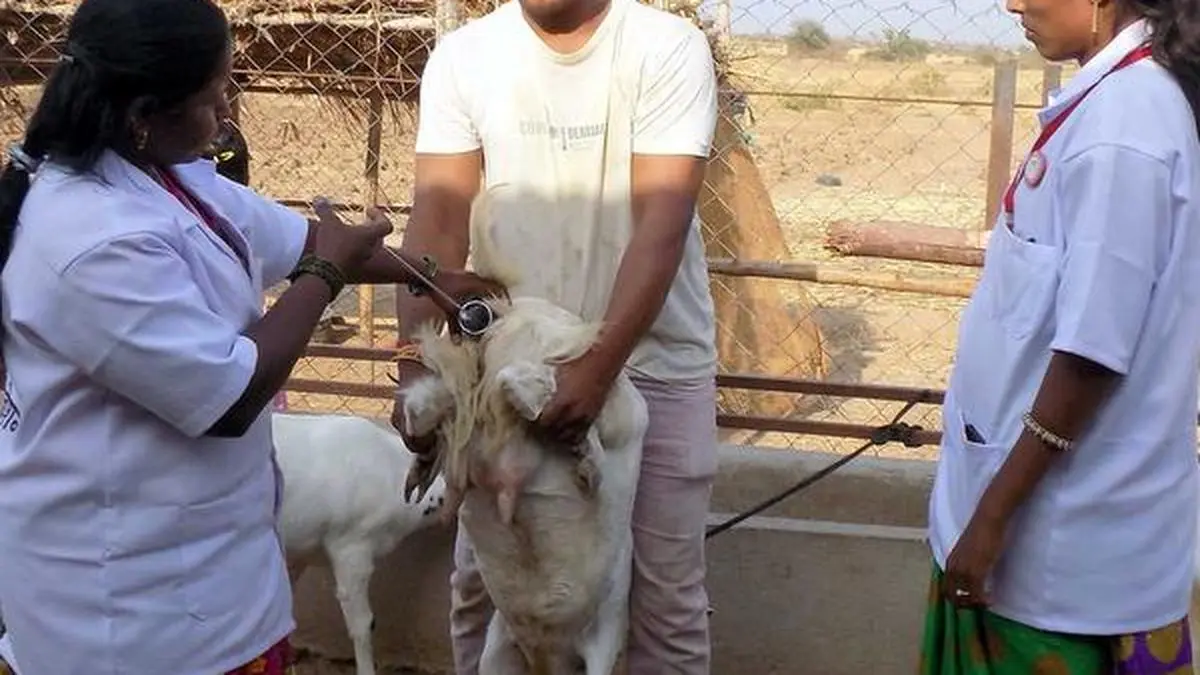 The goat doctors of Mhaswad - Frontline