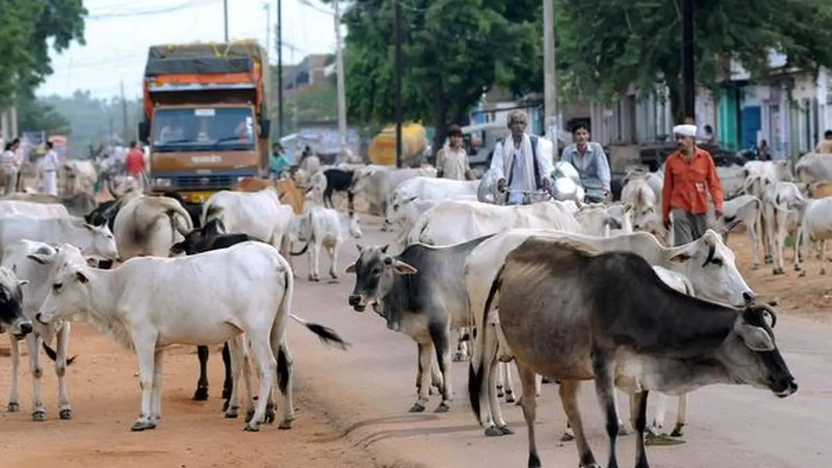 Running roughshod over livelihoods - Frontline