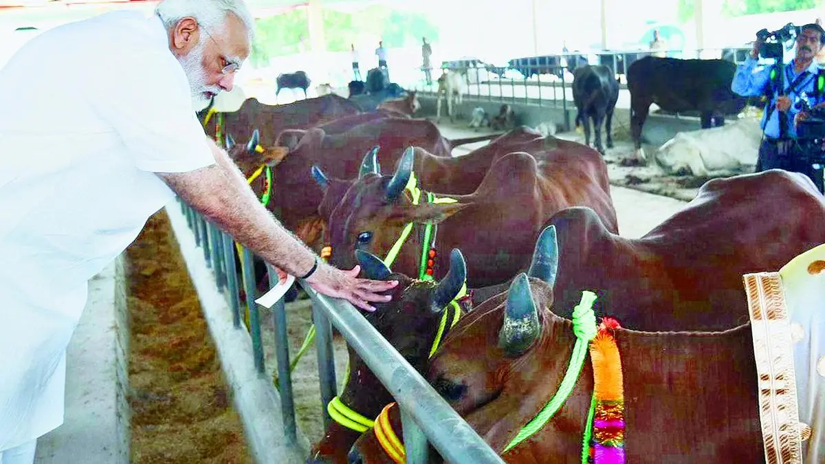 The cow menace - Frontline