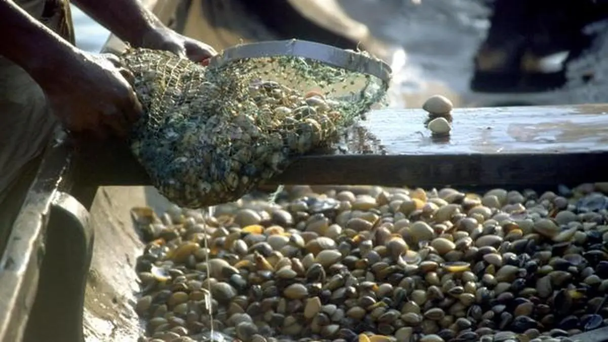 Mussels face the heat - Frontline