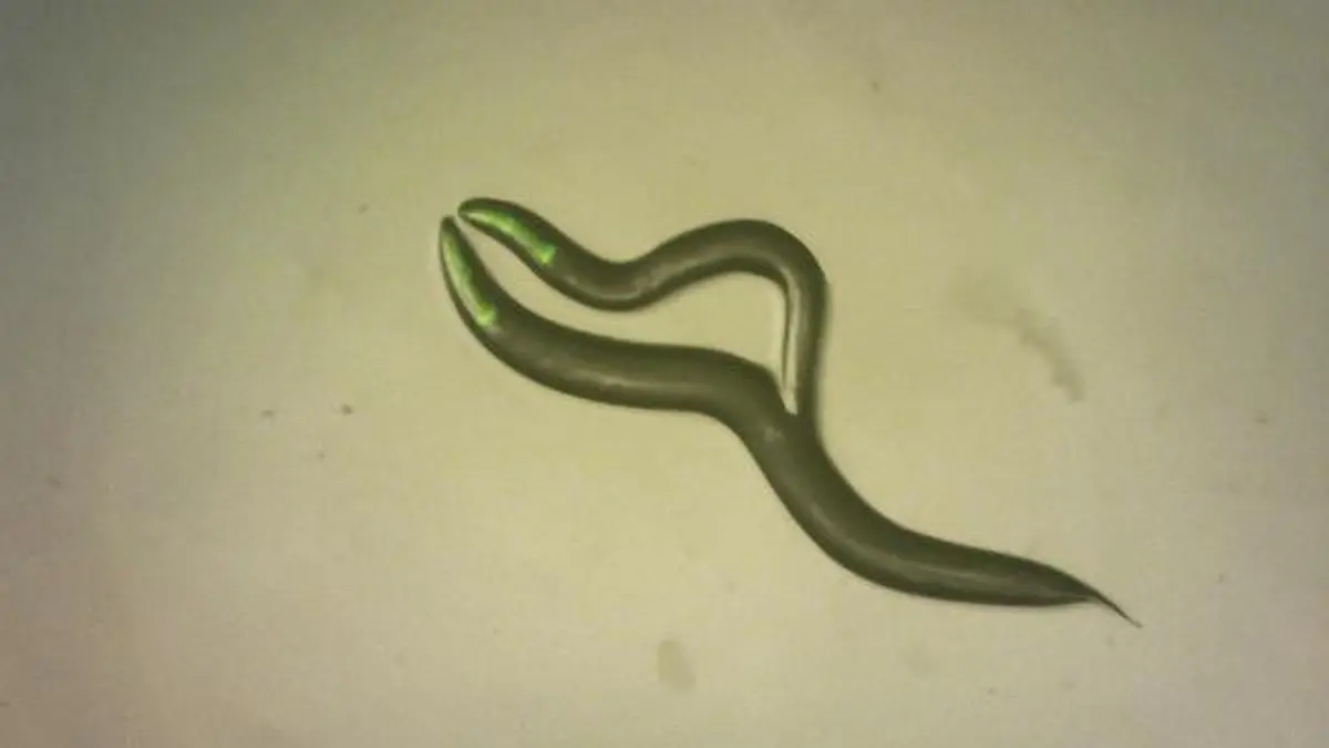 Selfing in worms causes genome loss - Frontline