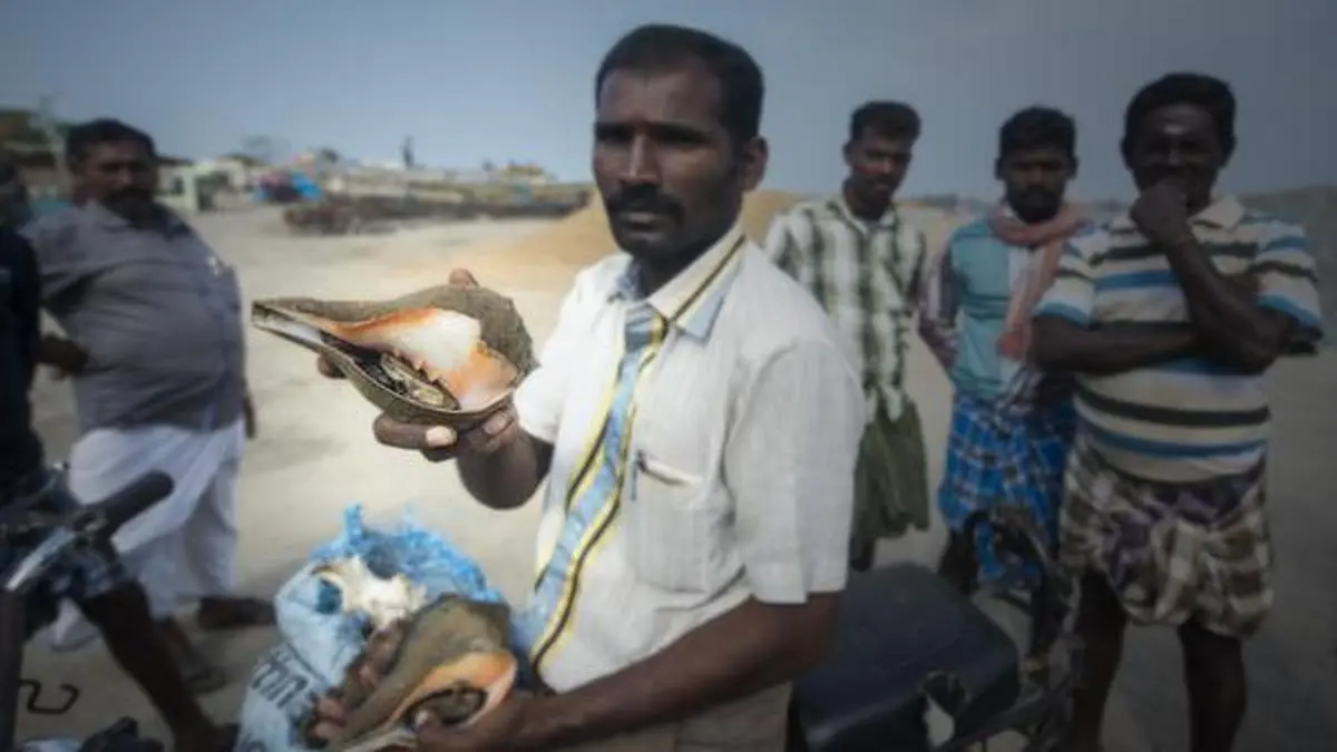 A journey with the sacred chank - Frontline