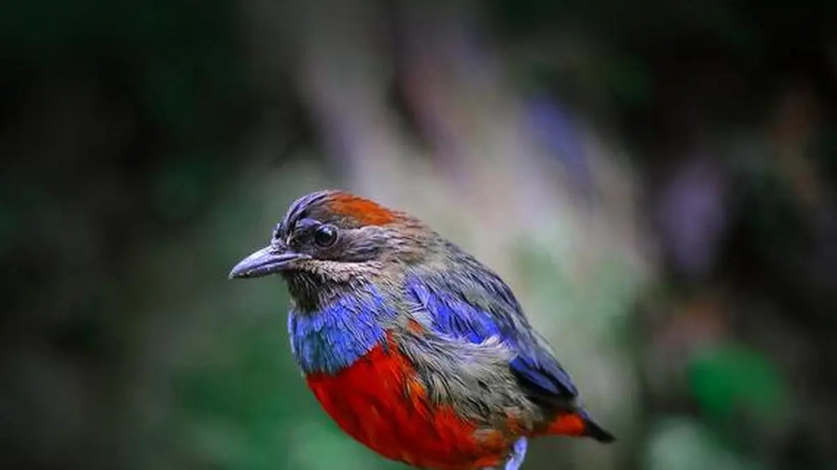 In quest of rare birds - Frontline