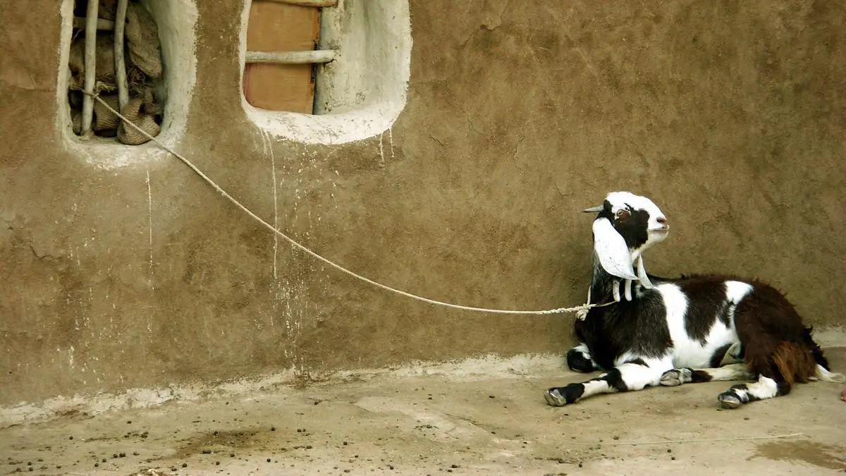 WHITE SPACE | How goats can save us the trouble of stubble burning ...