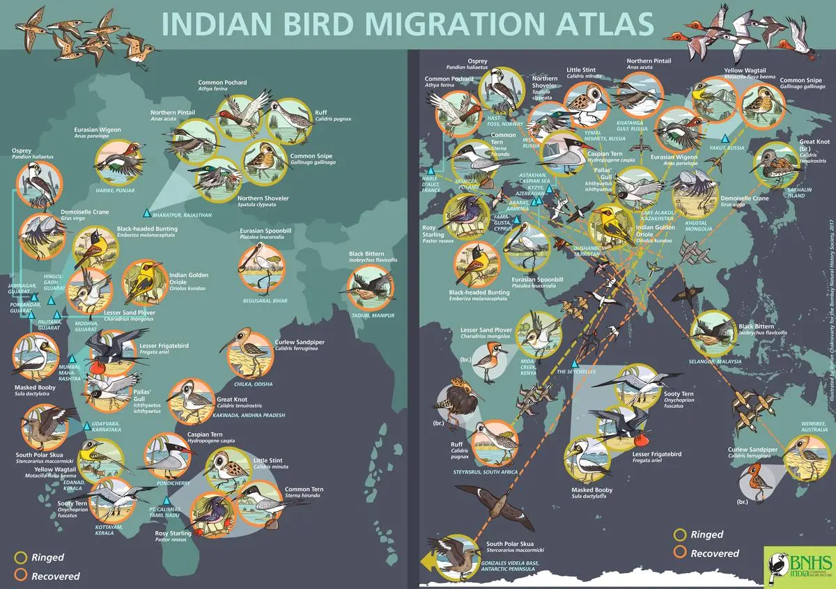 Migratory birds are rapidly losing their migratory quarters and ...