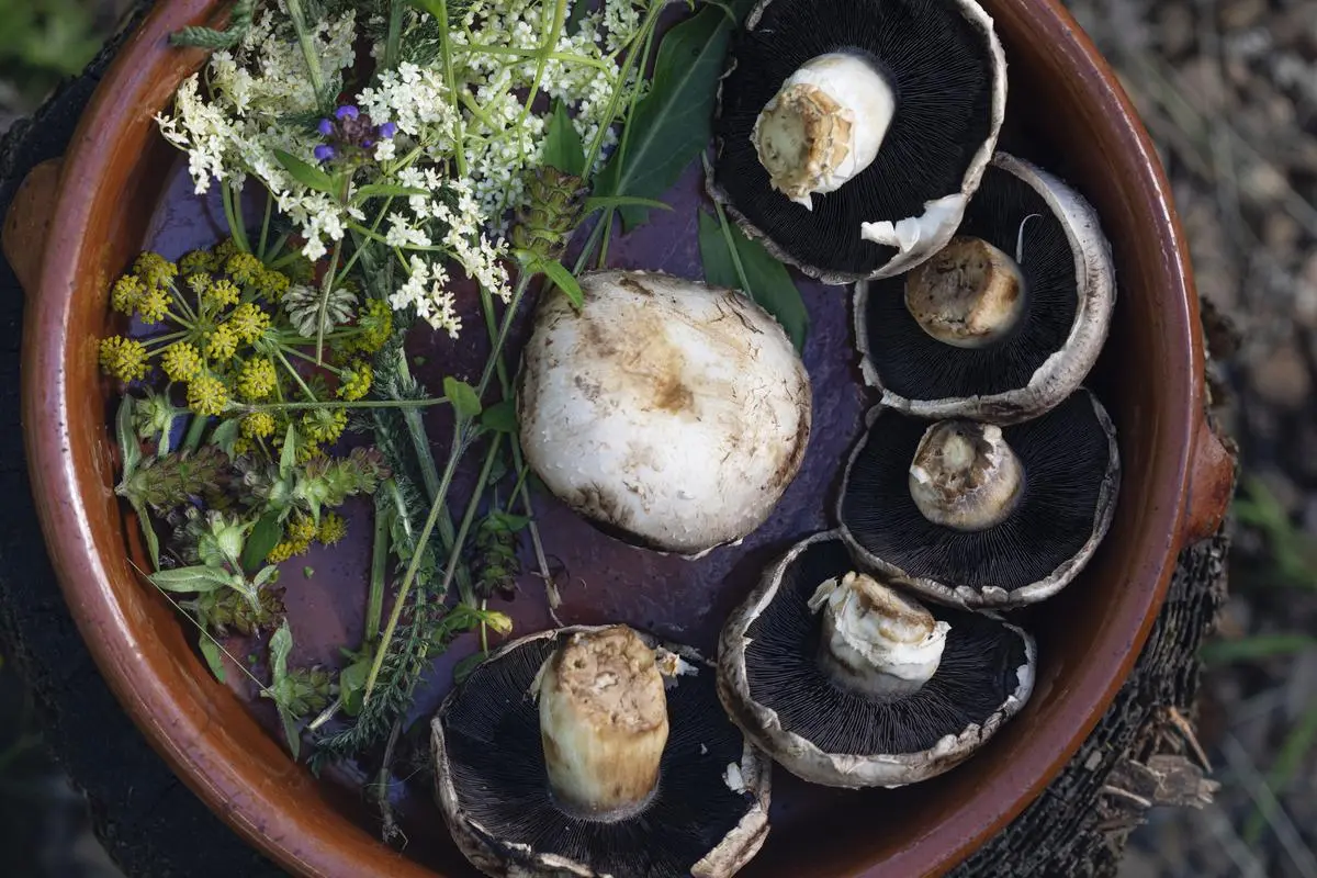 WHITE SPACE | The art of foraging: How indigenous people can be the ...