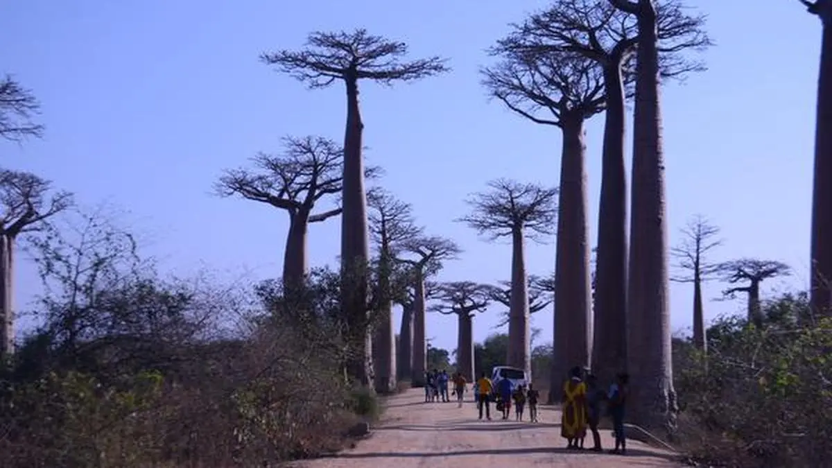 Baobab, the sacred tree of Africa and Madagascar - Frontline