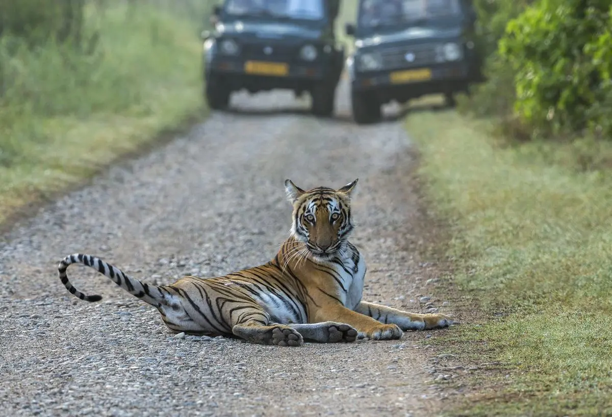 INTERVIEW | ‘We can easily reach 10,000 tigers’: Dr K. Ullas Karanth ...