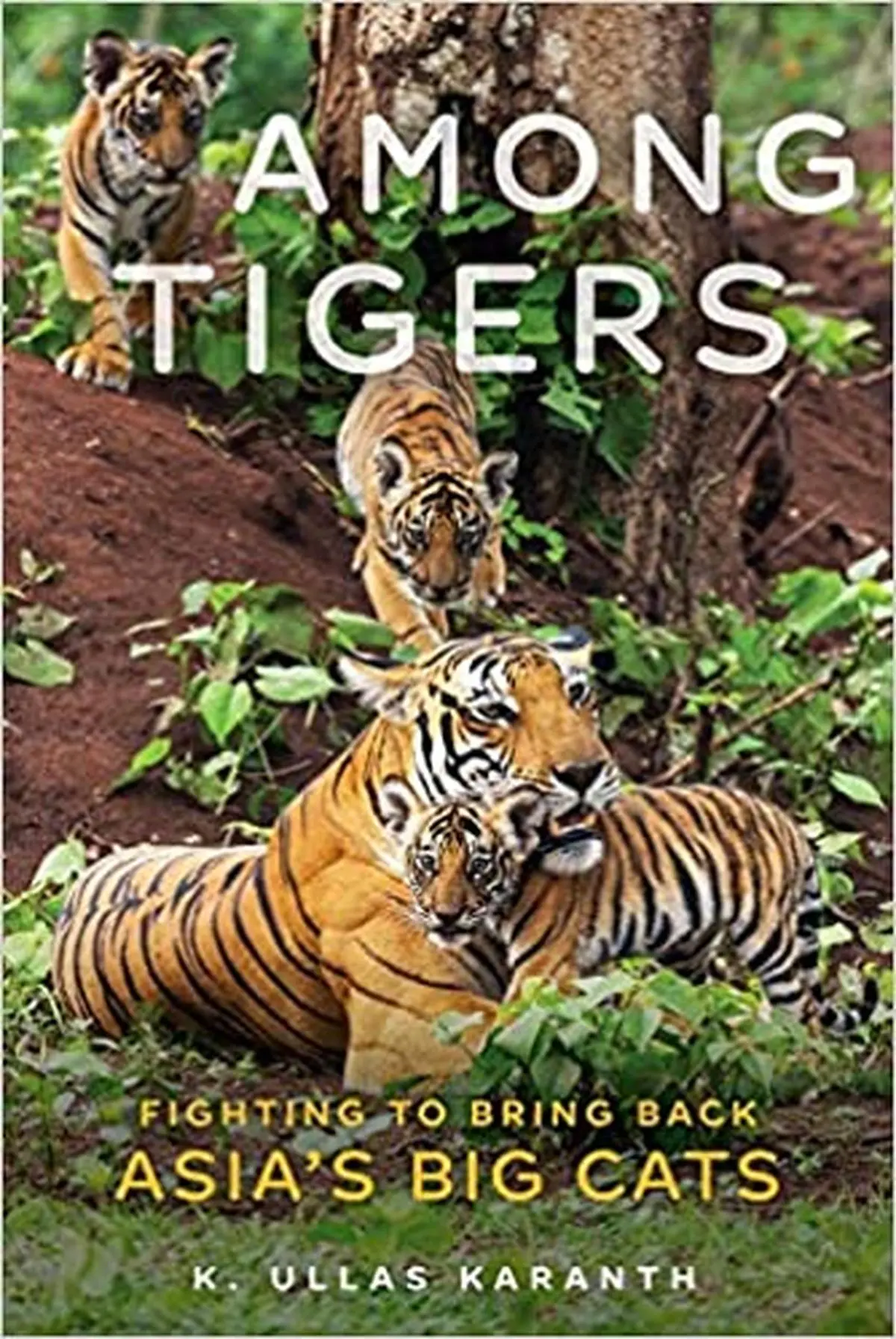 INTERVIEW | ‘We can easily reach 10,000 tigers’: Dr K. Ullas Karanth ...