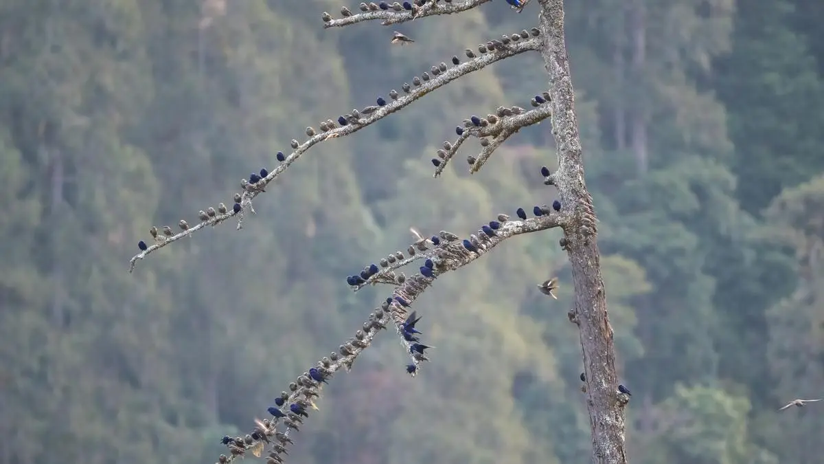 DIARY | Coming across the grandala tree in north Sikkim - Frontline