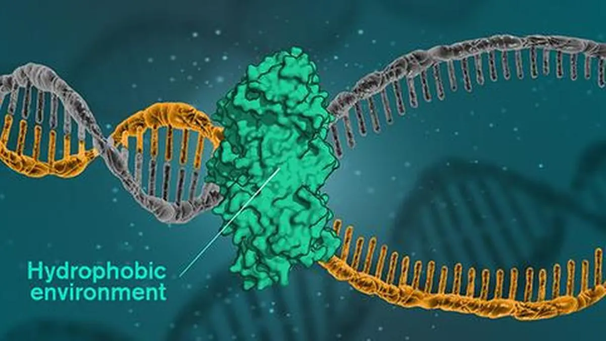 How water holds DNA together - Frontline