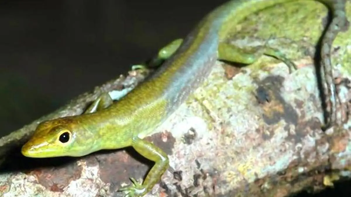 Lizards and a cure for malaria - Frontline