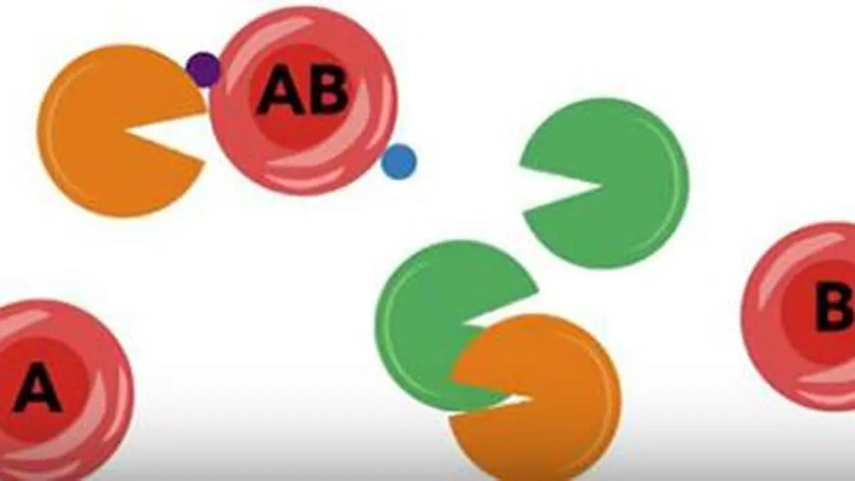 Enzyme to create universal blood type - Frontline