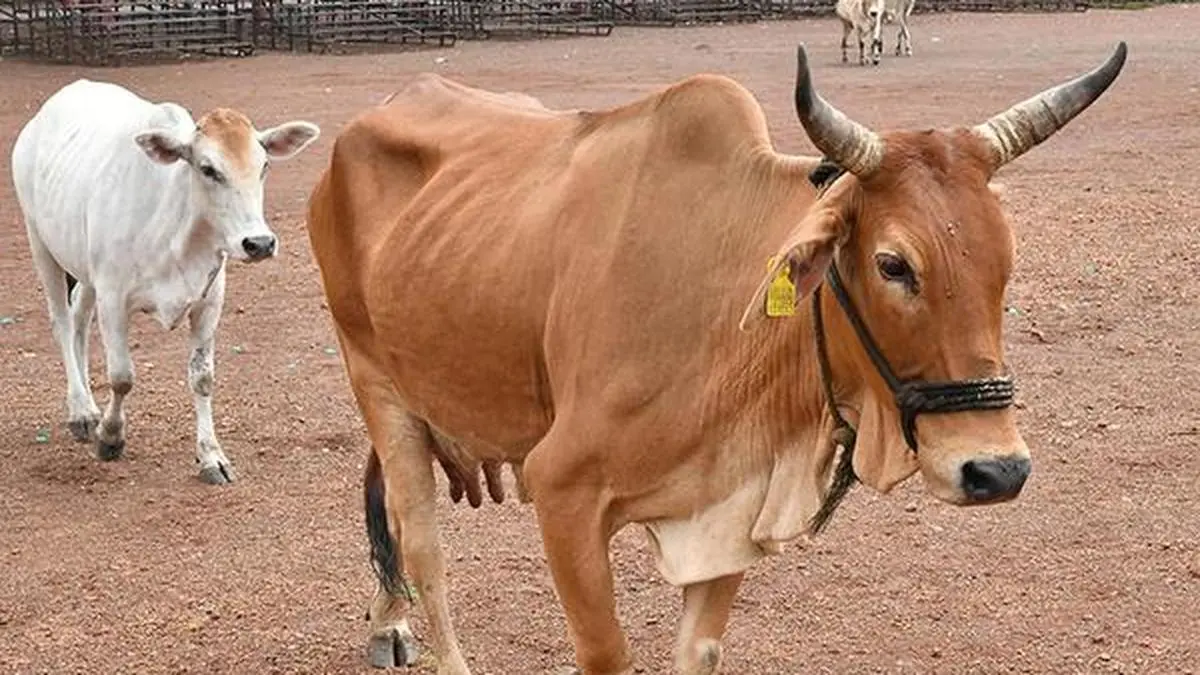 Scientists against research proposal on indigenous cows - Frontline