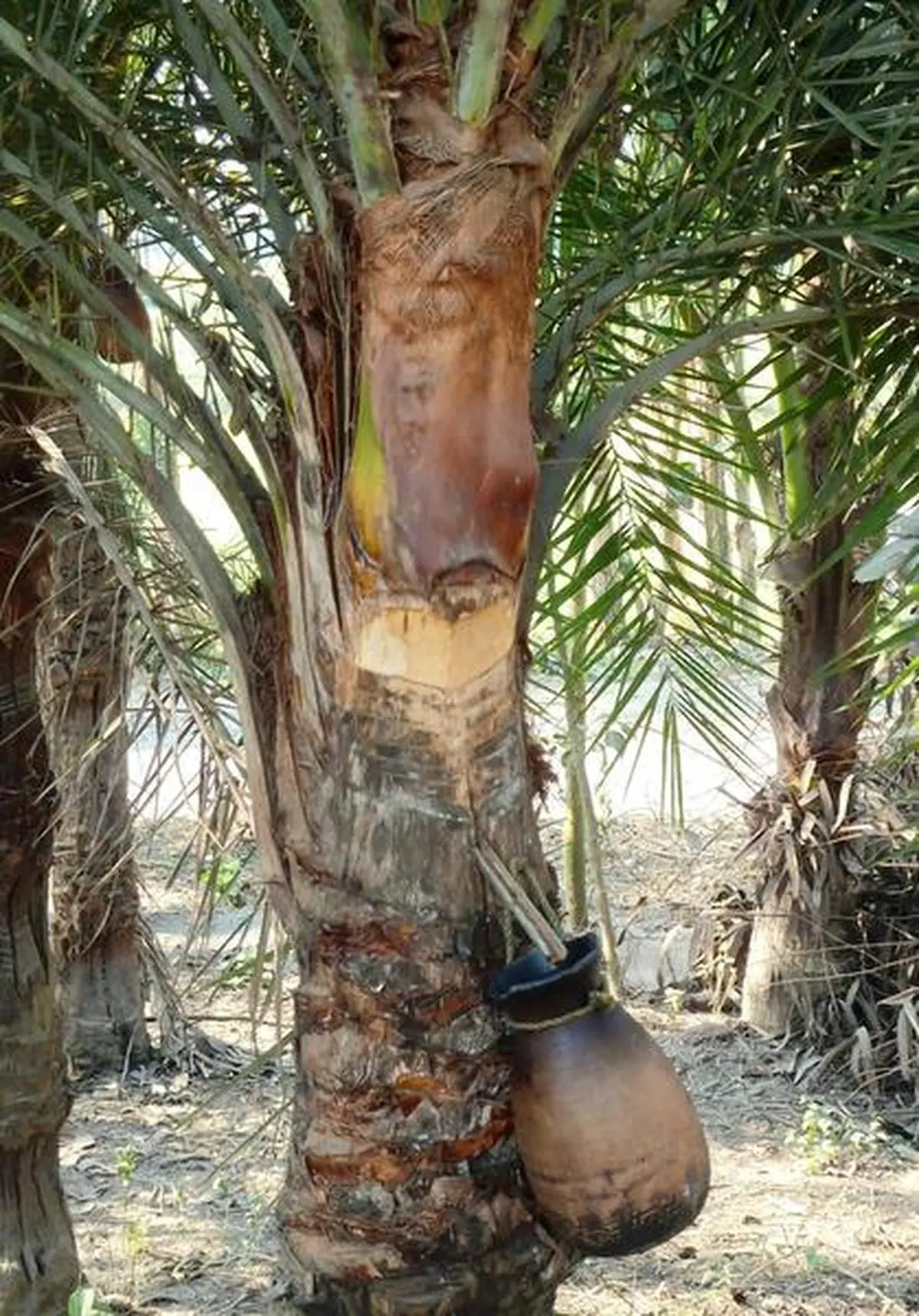 The Nipah riddle - Frontline