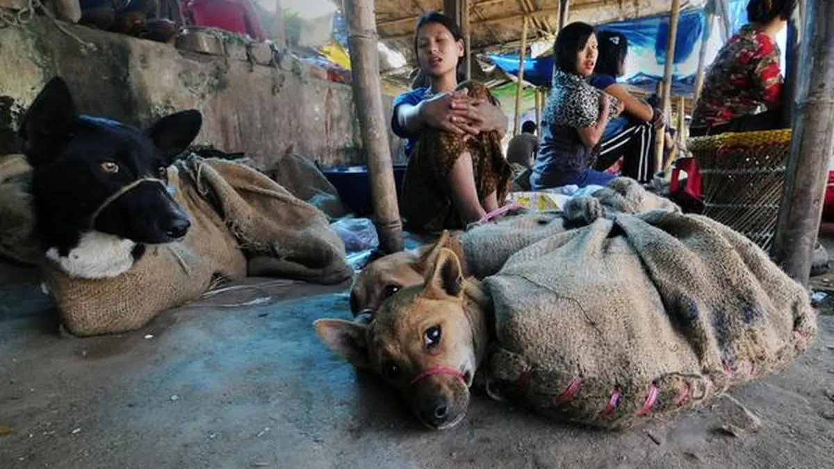 The politics of dog meat ban in Nagaland - Frontline